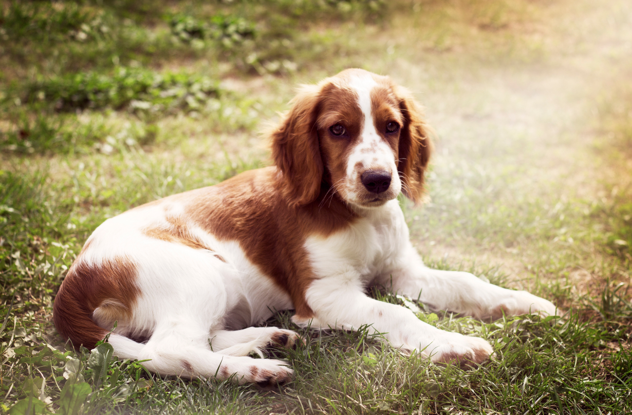 Lovely Welshie – Chovatelská stanice loveckého plemene Velššpringršpaněl